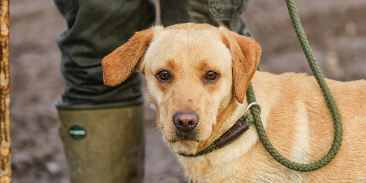 Fetlocks and Feathers | Scottish Dog and Equine Photographer