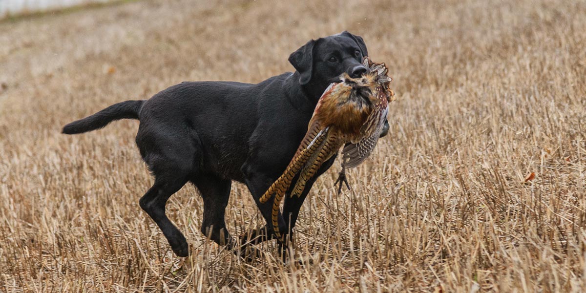 Fetlocks and Feathers | Scottish Dog and Equine Photographer